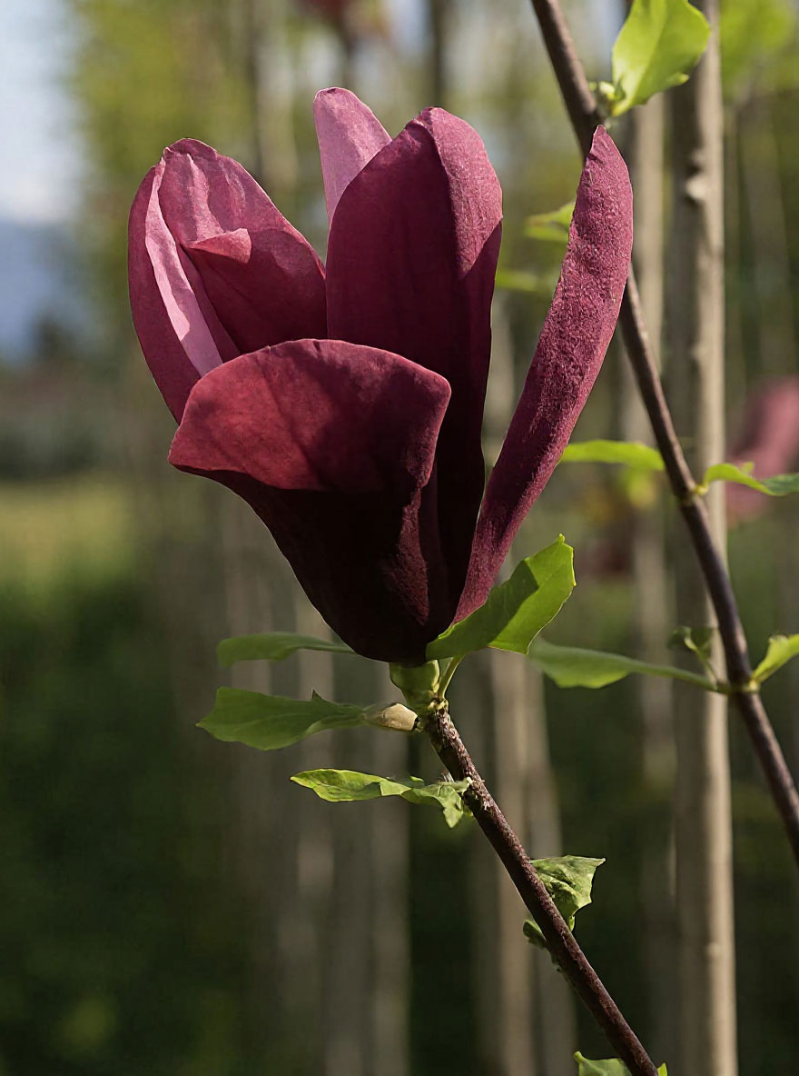 Purpur-Magnolie 'Nigra' / Magnolia liliiflora 'Nigra' günstig kaufen