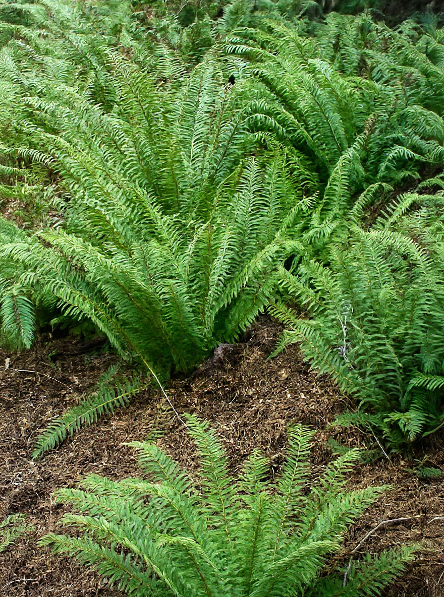Kronenfarn / Osmunda claytoniana günstig kaufen