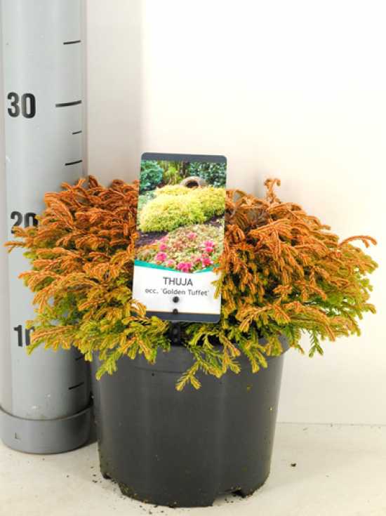 Lebensbaum 'Golden Tuffet' / Thuja occidentalis 'Golden Tuffet'