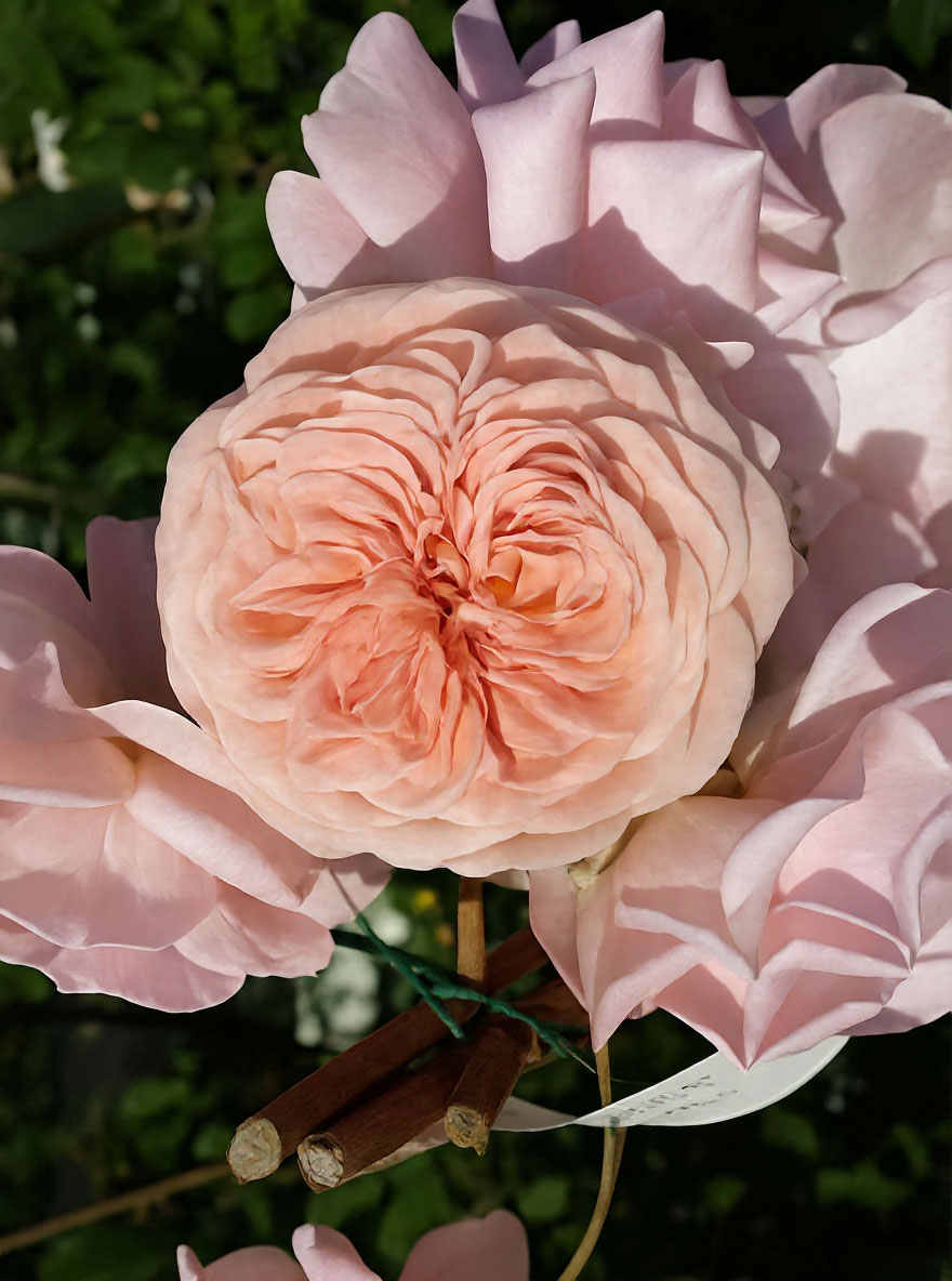Englische Rose 'Leander' / Rosa 'Leander' günstig kaufen