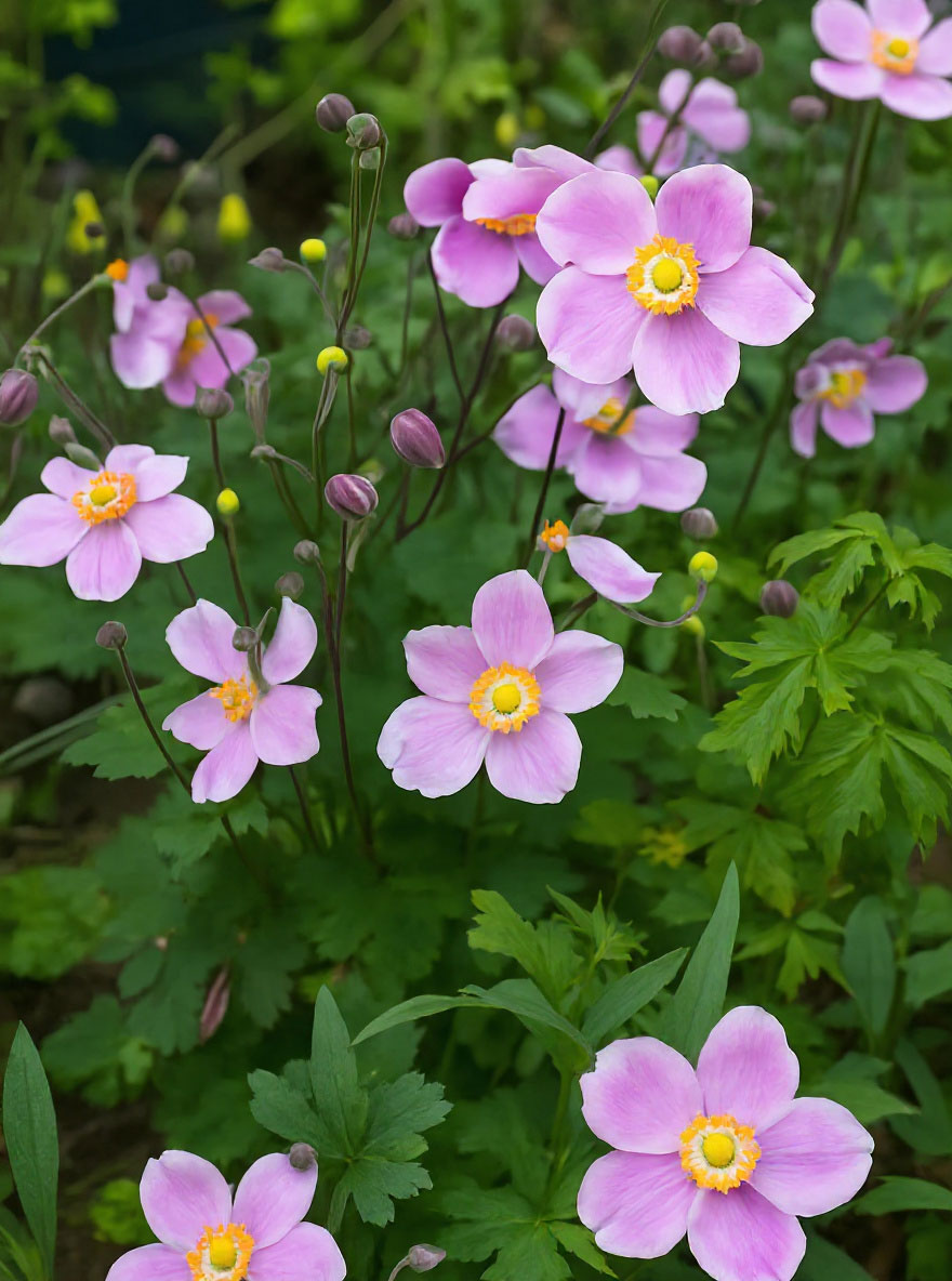 Herbst-Anemone 'Little Princess' / Anemone hupehensis 'Little Princess'