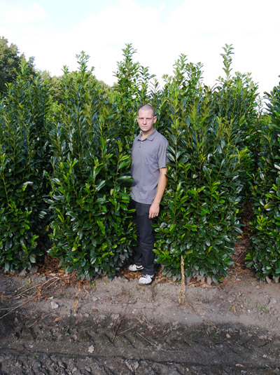 Kirschlorbeer 'Elly' / Prunus laurocerasus 'Elly' günstig kaufen