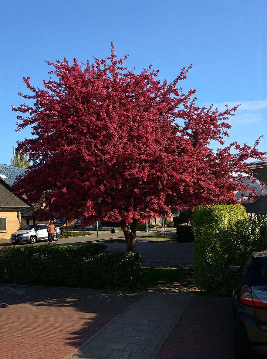 Zierapfel 'Mokum' / Malus 'Mokum' günstig kaufen