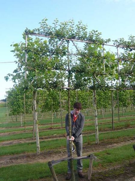 Apfelbaum / Zierapfel 'Hochstamm-Spalier' H:120 B:210 T:20 (Stamm 210 ...