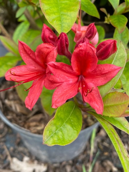 Sommergrüne Azalee 'Karminduft' / Azalea viscosa 'Karminduft'