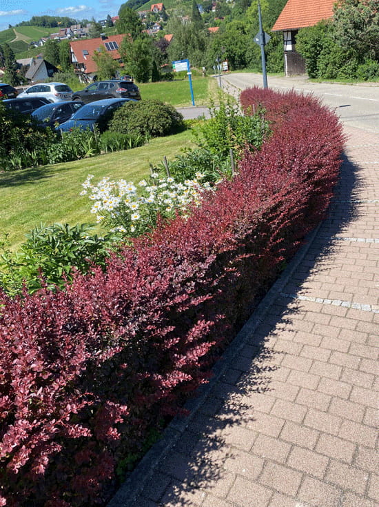 Blut-Berberitze ' Atropurpurea' / Berberis thunbergii 'Atropurpurea'