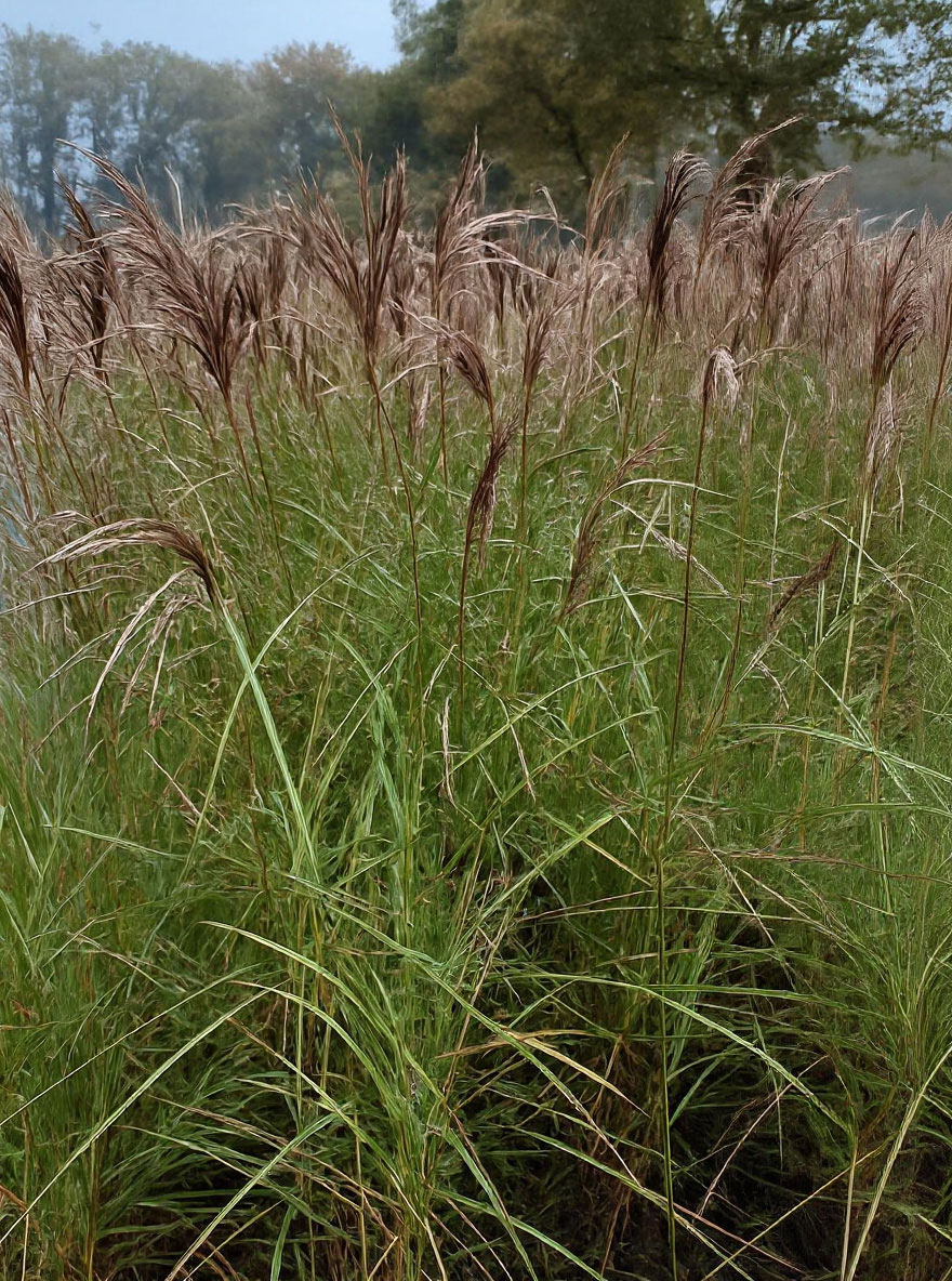 Chinaschilf 'Red Chief' / Miscanthus sinensis 'Red Chief' günstig kaufen