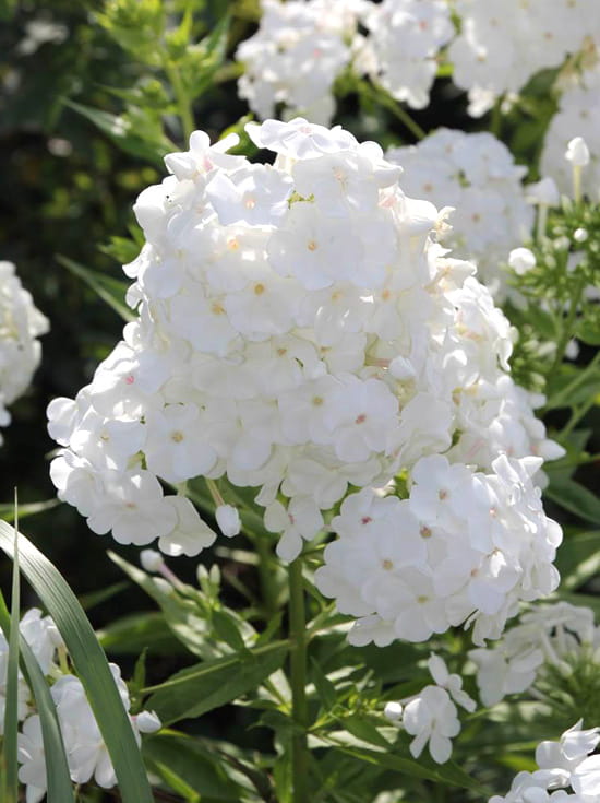 Großblättrige Flammenblume 'David' / Phlox amplifolia 'David'