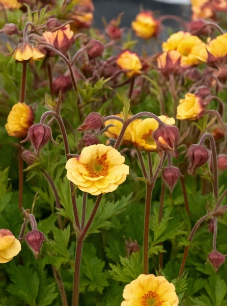 Nelkenwurz 'Tempo Yellow ®' / Geum chiloense 'Tempo Yellow
