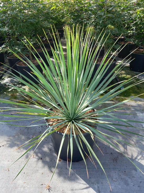 Palmlilie 'Sapphire Skies' / Yucca rostrata 'Sapphire Skies'