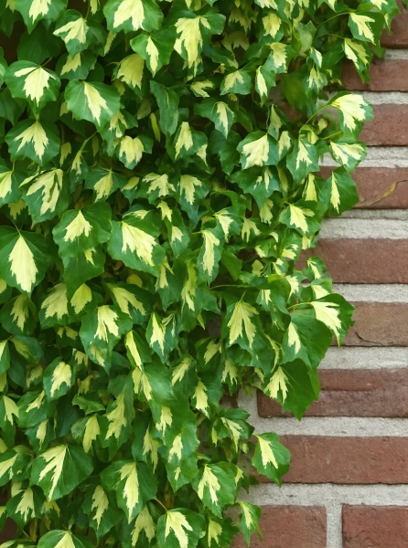 Efeu 'Goldheart' / Efeu 'Goldherz' / Efeu 'Golden Jubilee' / Hedera ...