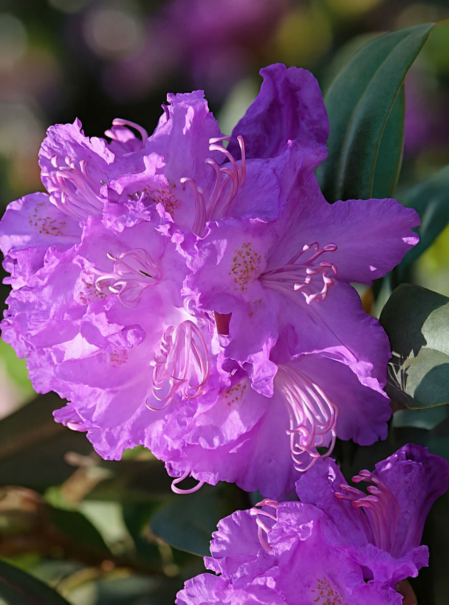 Rhododendron 'Alfred' / Rhododendron Hybride 'Alfred' günstig kaufen