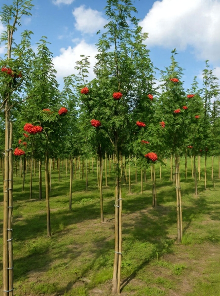 Eberesche 'Sheerwater Seedling' / Sorbus aucuparia 'Sheerwater Seedling'