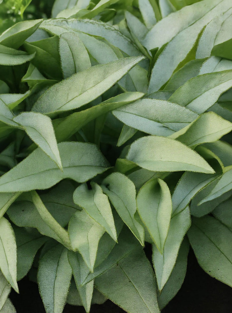 Lungenkraut 'Samurai ®' / Pulmonaria saccharata 'Samurai