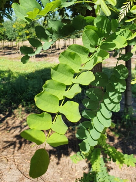Robinie 'Bessoniana' / Scheinakazie 'Bessoniana' / Robinia pseudoacacia ...