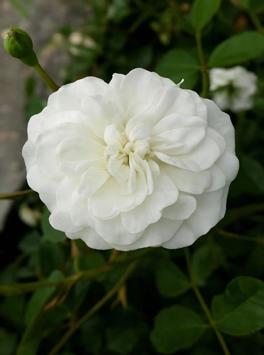 Bodendeckerrose 'Swany' / Rosa 'Swany ®' günstig kaufen