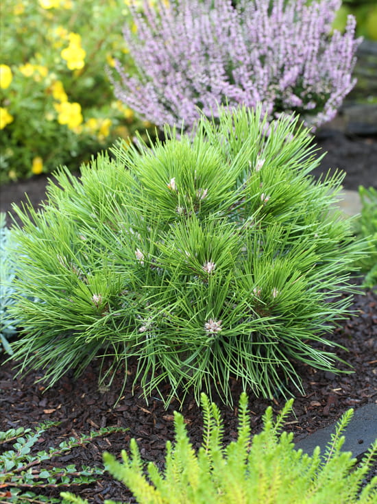 Japanische Rotkiefer 'Low Glow' / Pinus densiflora 'Low Glow'