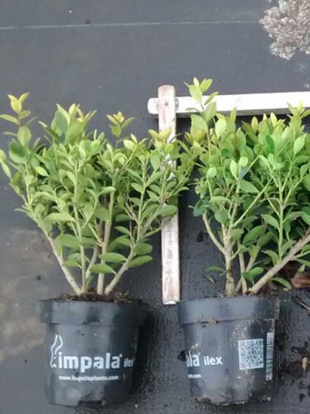 Japanischer Ilex 'Kanehirae' / Ilex maximowicziana 'Kanehirae'