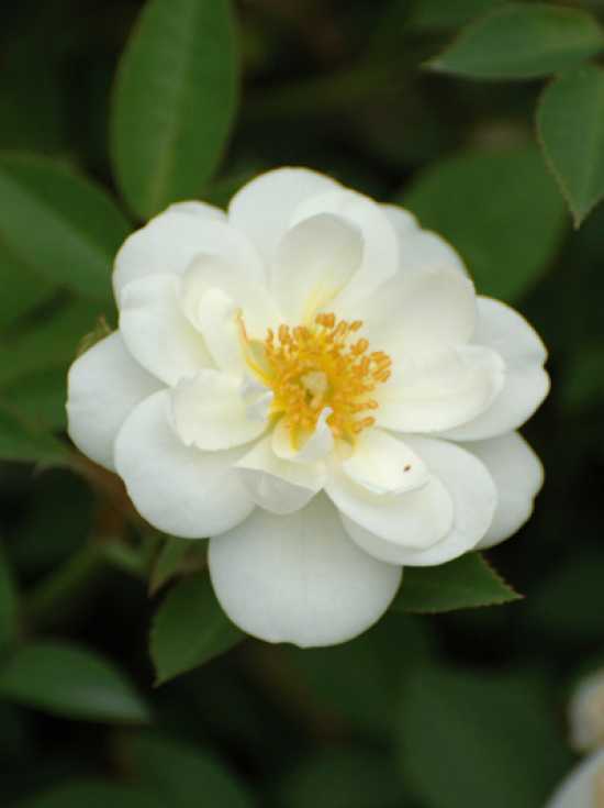 Bodendeckerrose 'Kent' / Rosa 'Kent ®' günstig kaufen