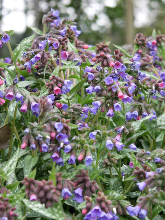 Lungenkraut 'Samurai ®' / Pulmonaria saccharata 'Samurai
