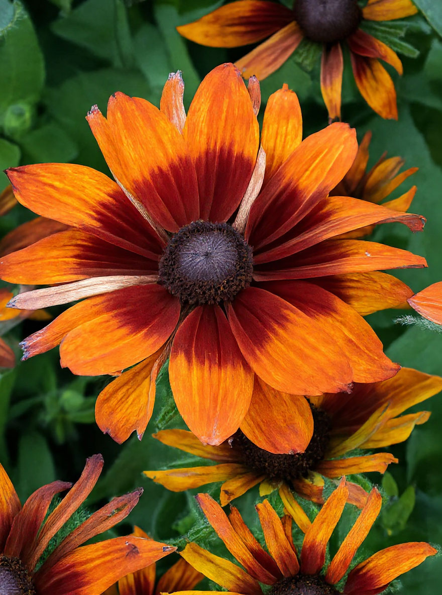 Prächtiger Sonnenhut 'Summerina Electra Shock' / Rudbeckia x cultorum 'Summerina Electra Shock'