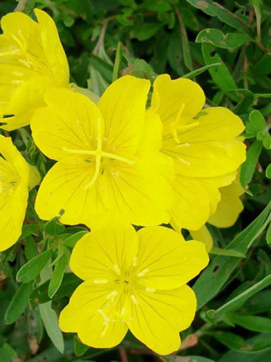 Nachtkerze African Sun ®' / Oenothera hydrida 'African Sun