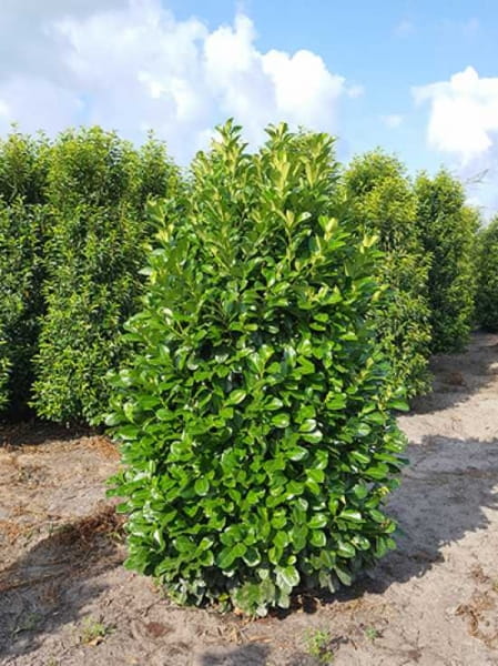 Kirschlorbeer 'Etna' / Prunus laurocerasus 'Etna' günstig kaufen