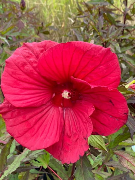 Sumpf-Eibisch 'Fireball ®' / Hibiscus moscheutos 'Fireball