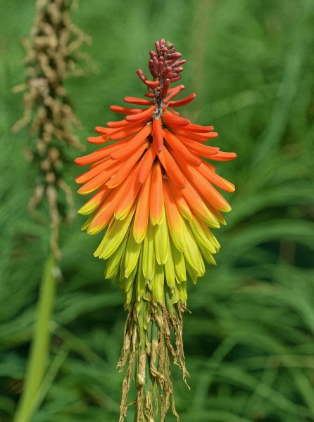 Fackellilie 'Fire Dance' / Kniphofia hirsuta 'Fire Dance' günstig kaufen