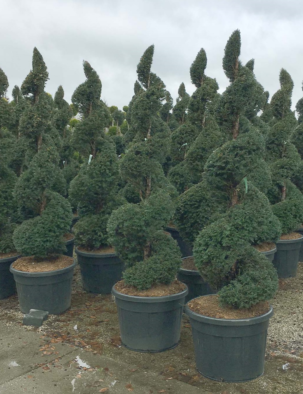 Heimische Eibe 'Spirale' 175-200 cm Solitär / Taxus baccata 'Spirale ...
