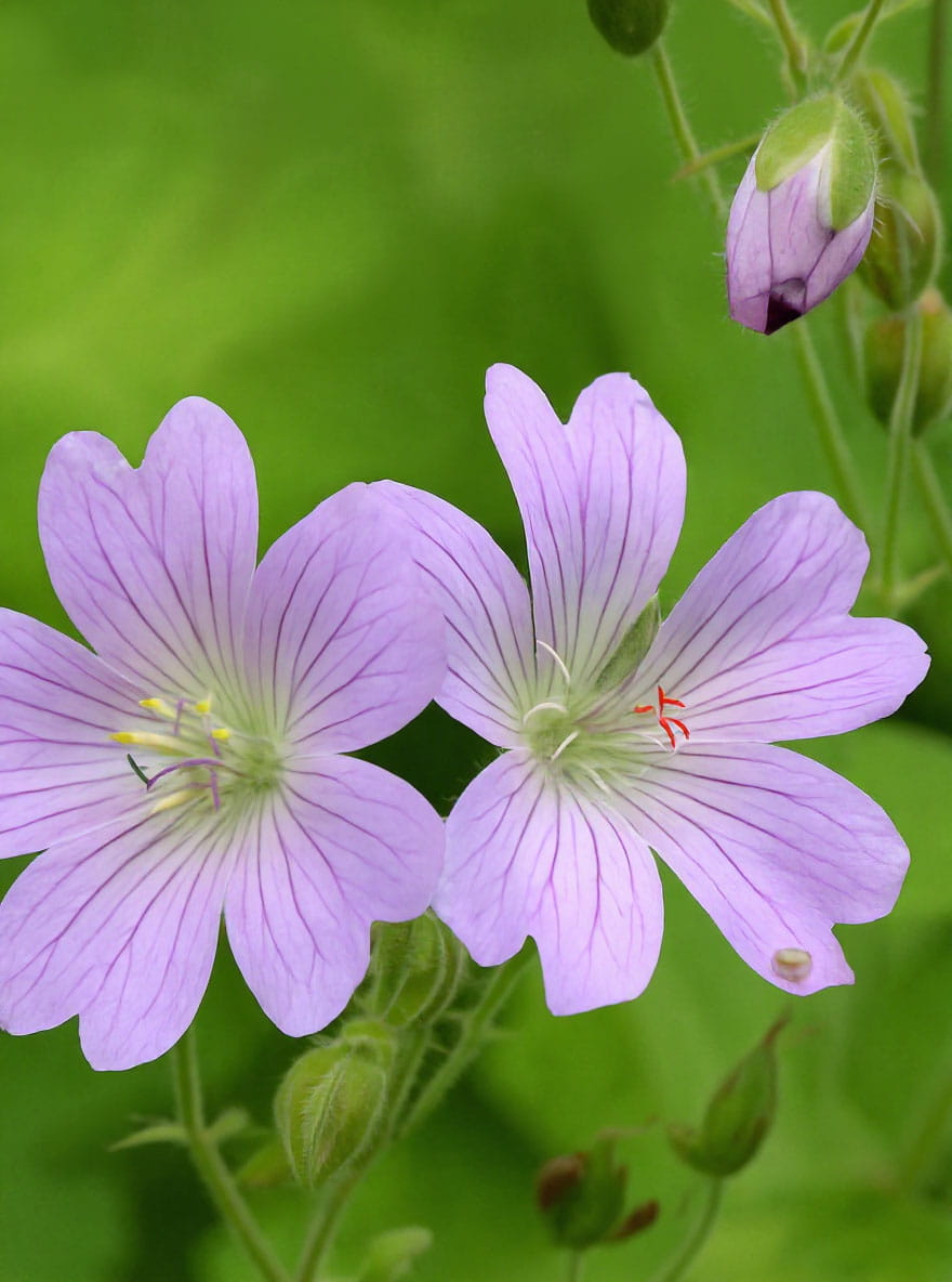 Storchschnabel 'Chantilly' / Geranium gracile 'Chantilly' günstig kaufen