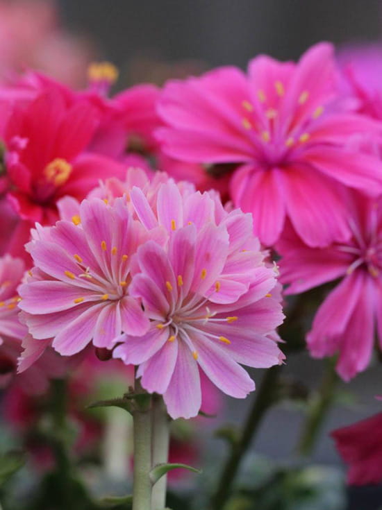 Bitterwurz 'Little Plum' / Lewisia longipetala 'Little Plum'