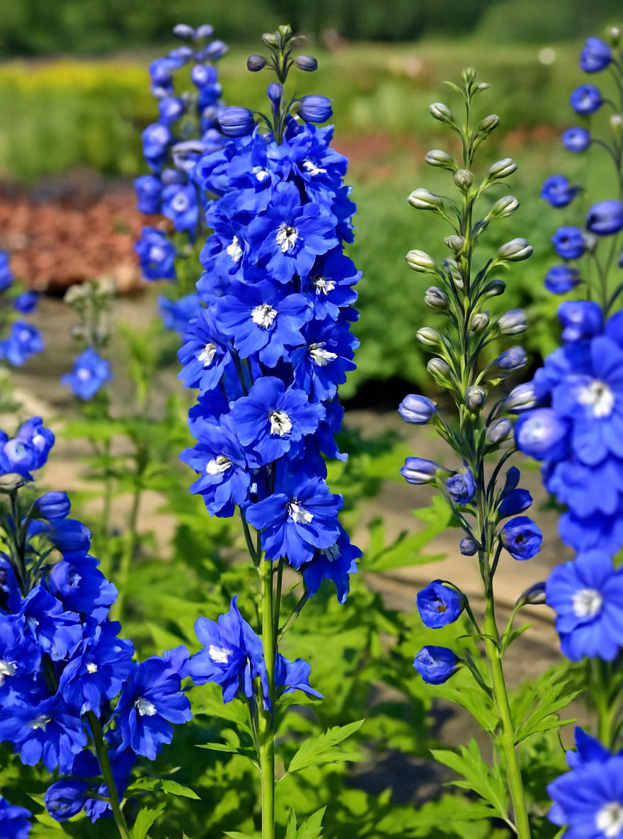 Rittersporn 'Pacific Blue Bird' / Delphinium cultorum 'Pacific Blue Bird'
