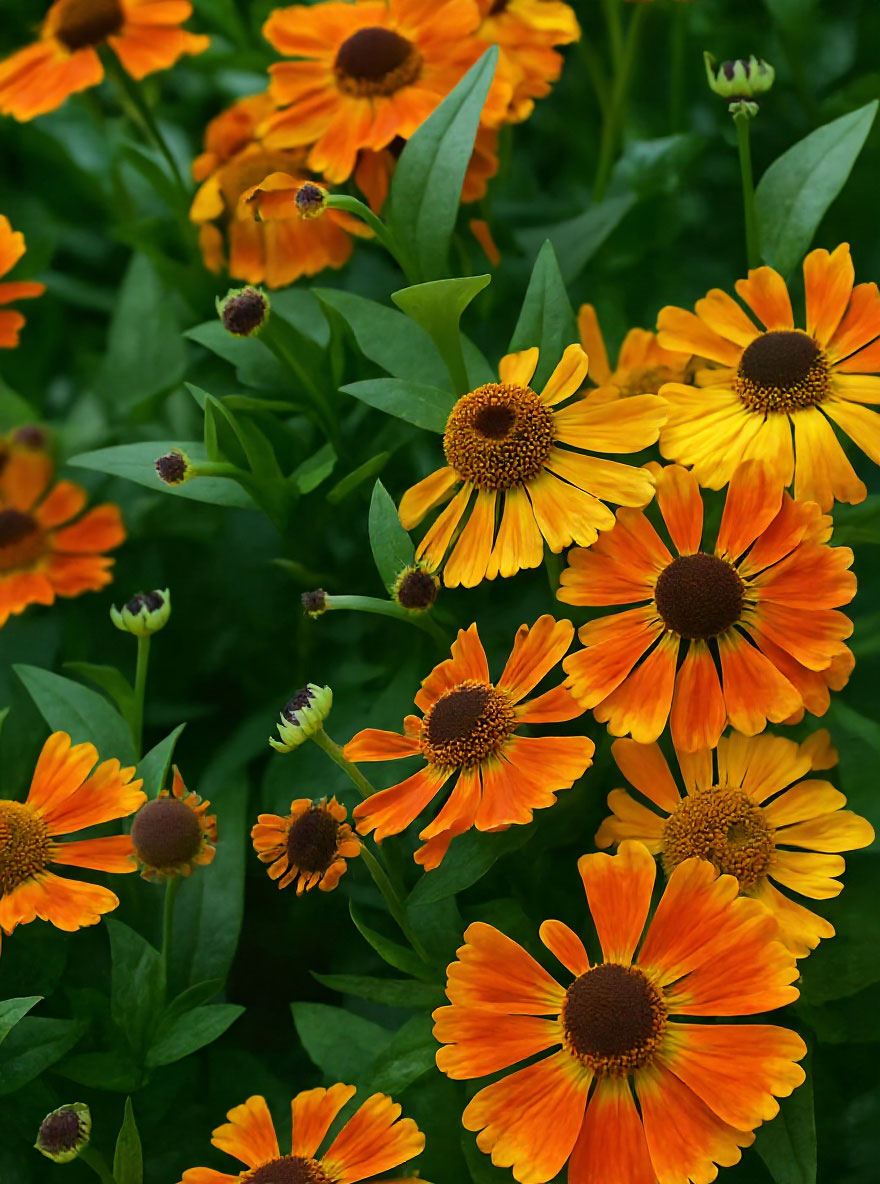 Sonnenbraut 'Waltraut' / Helenium hybride 'Waltraut' günstig kaufen