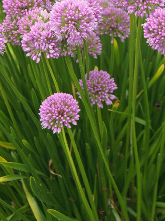 Ausdauernder Zier-Lauch 'Millenium' / Allium senescens 'Millenium'