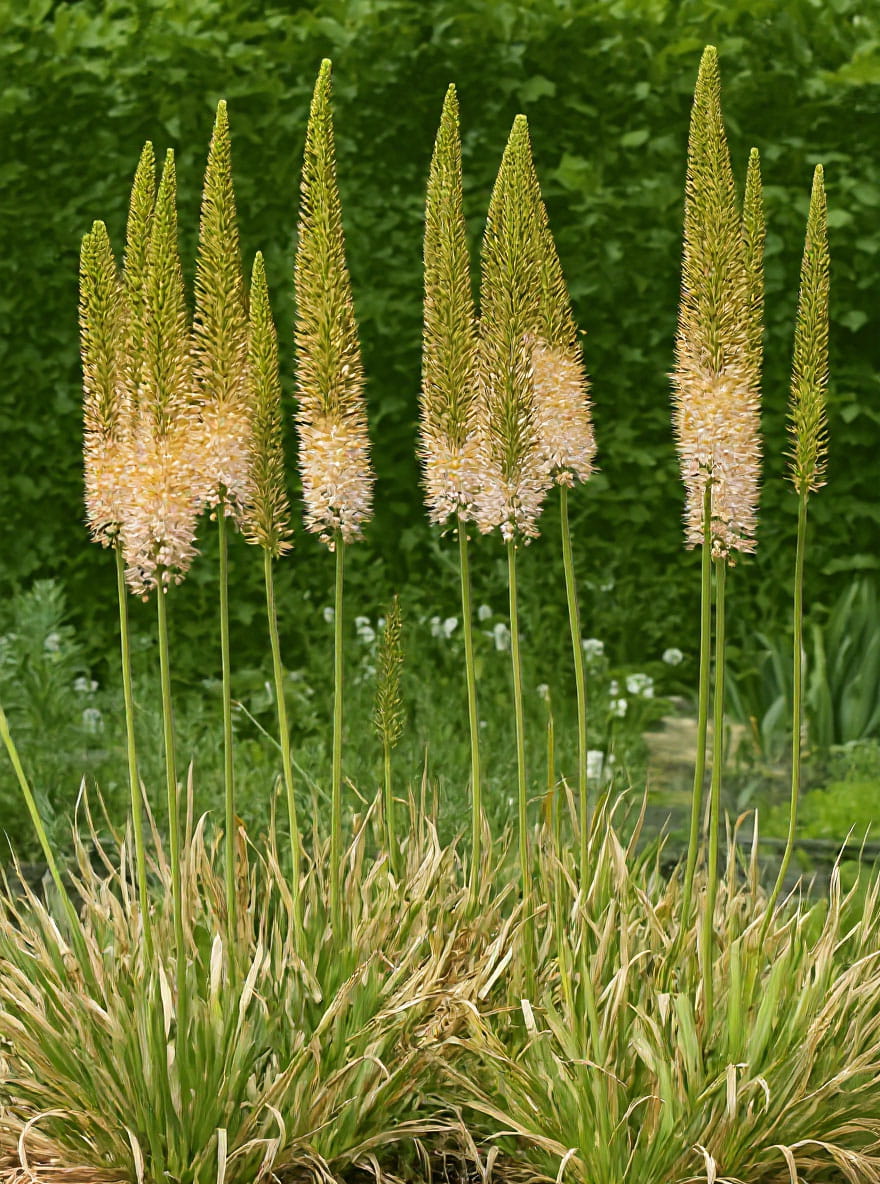 Riesen-Steppenkerze / Eremurus robustus günstig kaufen