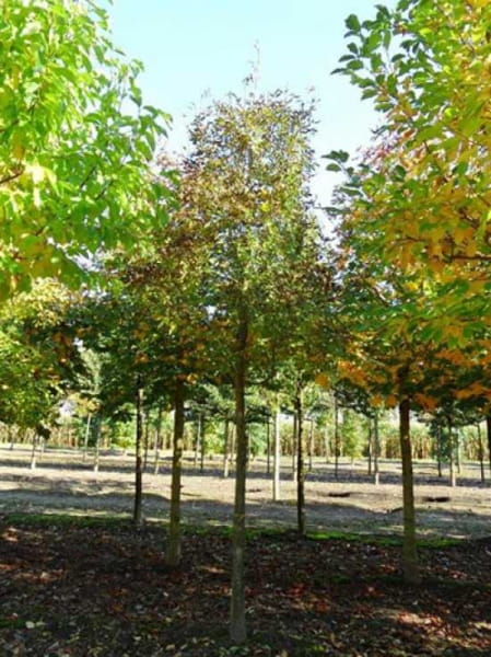 Blumen-Esche / Manna-Esche / Fraxinus ornus günstig kaufen