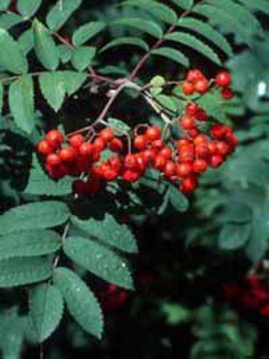 Eberesche 'Sheerwater Seedling' / Sorbus aucuparia 'Sheerwater Seedling'