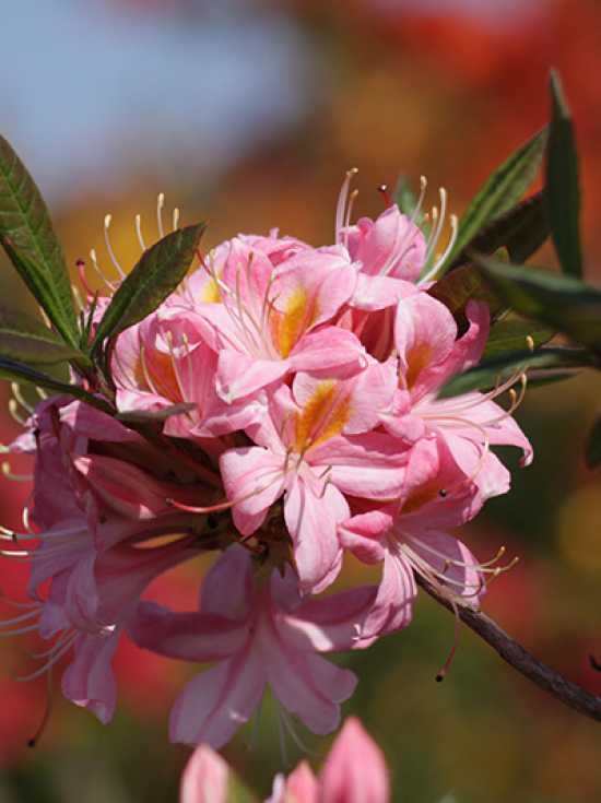 Laubabwerfende Azalee 'Juniduft' / Azalea viscosa 'Juniduft'