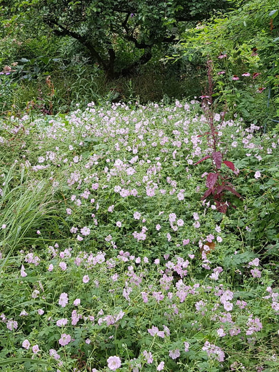 Storchschnabel 'Dreamland' / Geranium x cultorum 'Dreamland'