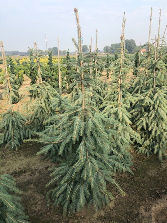 Hänge-Engelmanns-Fichte / Engelmanns-Fichte 'Lace' / Picea engelmannii ...