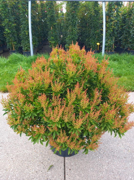 Japanische Lavendelheide 'Cupido' / Pieris japonica 'Cupido'