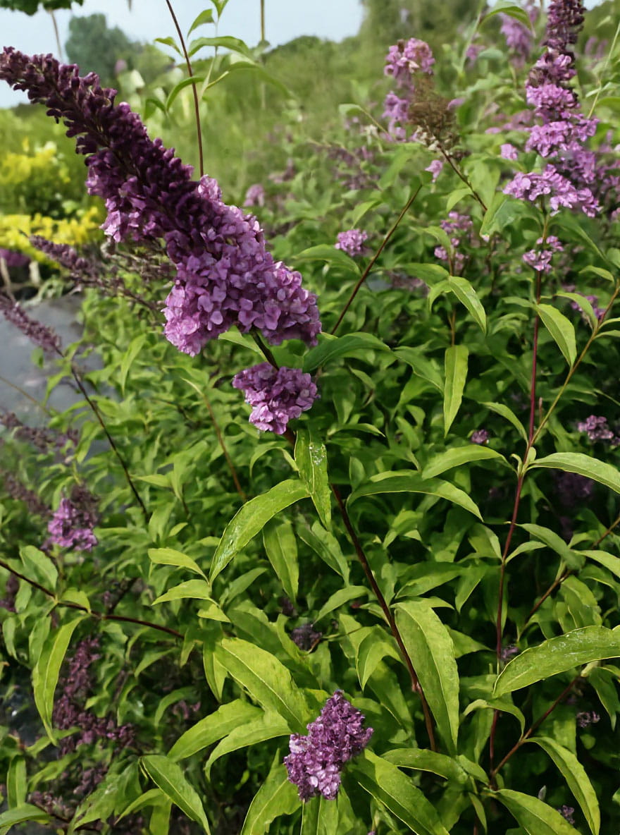 Schmetterlingsflieder 'Border Beauty' / Buddleja davidii 'Border Beauty'