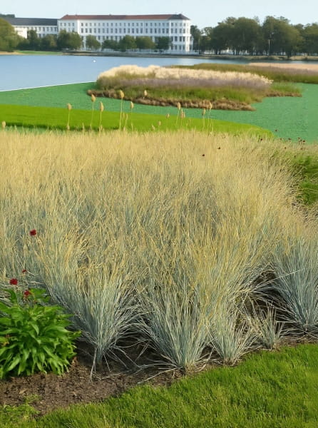 Magellan-Blaugras / Agropyron magellanicum / Elymus magellanicus
