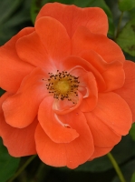 Kletterrosen günstig in Top-Baumschulqualität kaufen