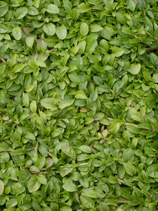 Polei-Minze / Mentha pulegium günstig kaufen