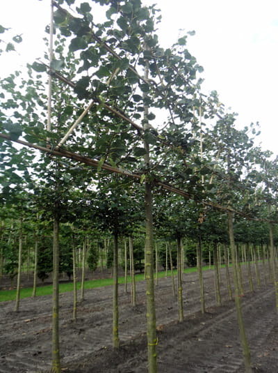 Winter-Linde 'Hochstamm-Spalier' H:160 B:160 T:20 (Stamm 170 cm ...