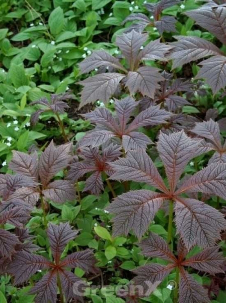Gestieltblättriges Schaublatt 'Rotlaub' / Rodgersia podophylla 'Rotlaub'