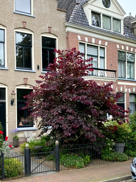 Kanadischer Judasbaum 'Red Force' / Cercis canadensis 'Red Force'