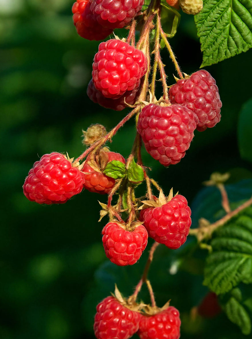 Himbeere 'Meeker' / Rubus idaeus 'Meeker ®' günstig kaufen